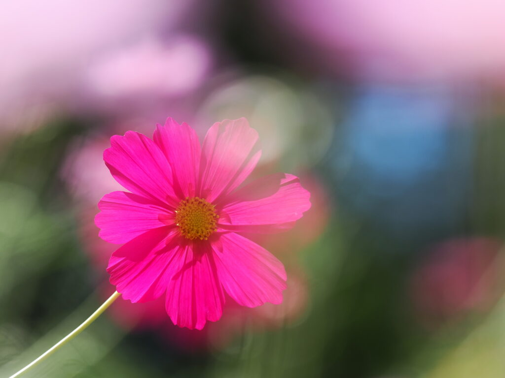 CuiCui 2024 | ミニ講座